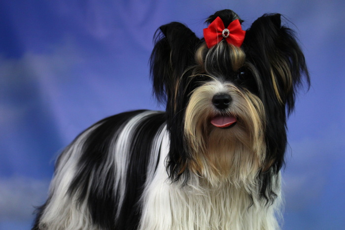 Sahara Santana Carpe Diem :: Carpediem-biewer